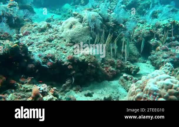 Razorfish, Centriscus scutatus is a slender fish that reaches a length ...