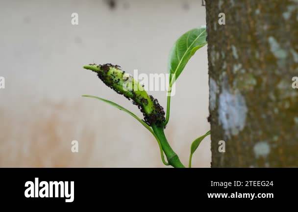 Ant group plant tree Stock Videos & Footage - HD and 4K Video Clips - Alamy