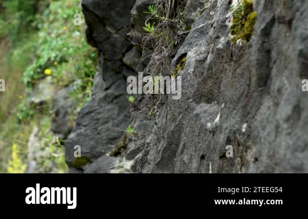 Prehistoric wall Stock Videos & Footage - HD and 4K Video Clips - Alamy