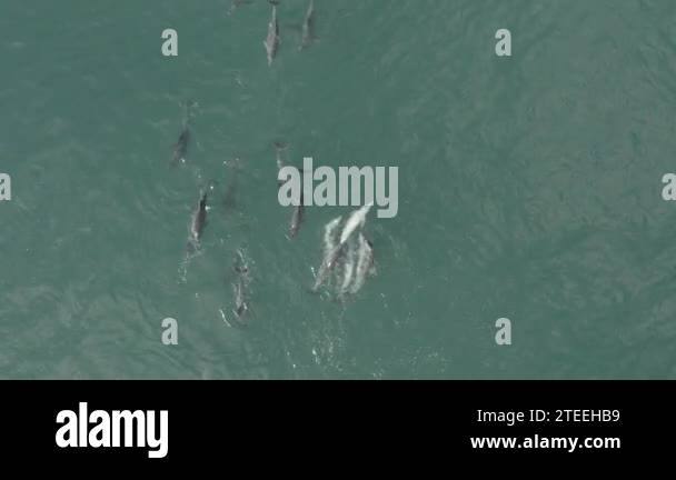 Dolphin mating season in Vleesbaai Western Cape South Africa Stock ...