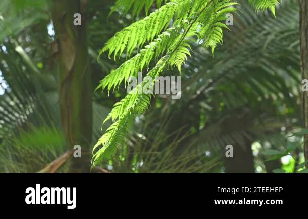 Leaves of exotic plant like fern. Video horizontal 4K. Tropical tree in ...