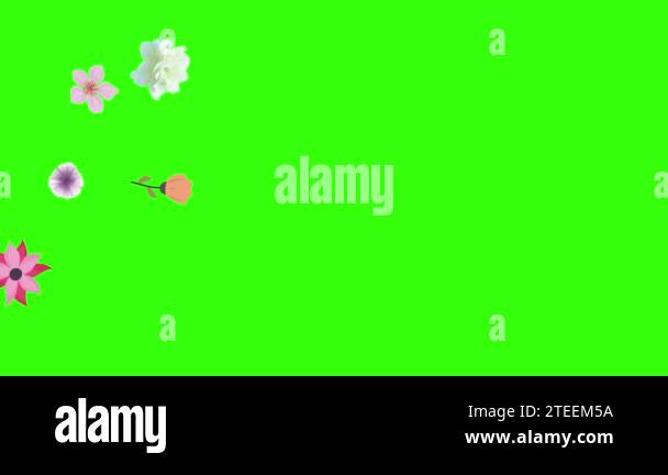 Group of spring flowers animation elements on green screen chroma key ...