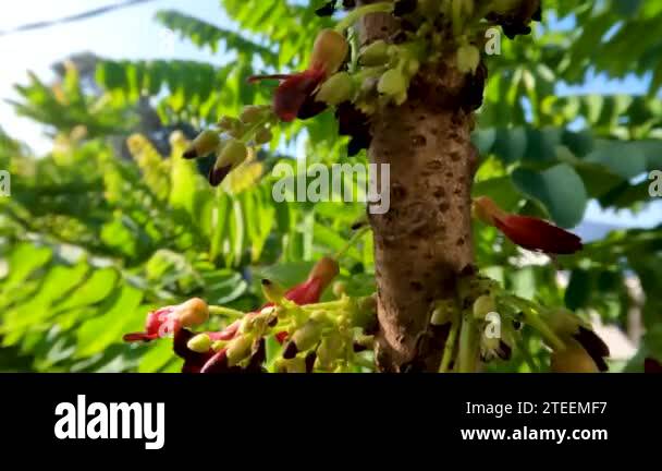 Bilimbi fruit plants that are in bloom, are shaped like small bells in ...