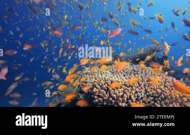 Sea Water Coral Garden Orange Fish. Underwater sea fish. Tropical fish ...