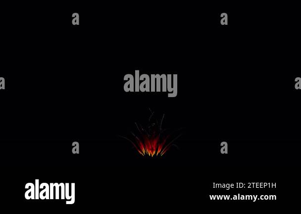 8K Fire Flowers animation with transparent (alpha) background Stock ...