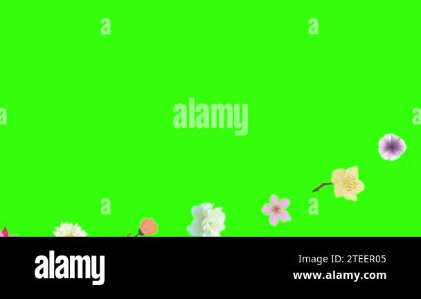 Group of spring flowers animation elements on green screen chroma key ...