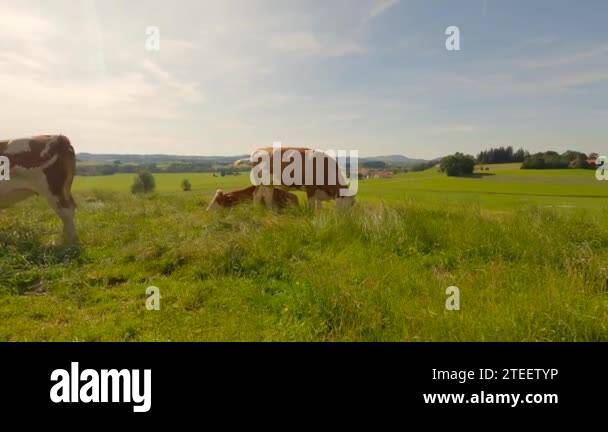 The theme is agriculture, animal husbandry, farming and dairy products ...