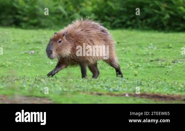 The capybara, Hydrochoerus hydrochaeris is the largest extant rodent in ...