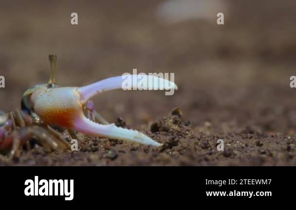 Fiddler crab fighting Stock Videos & Footage - HD and 4K Video Clips ...