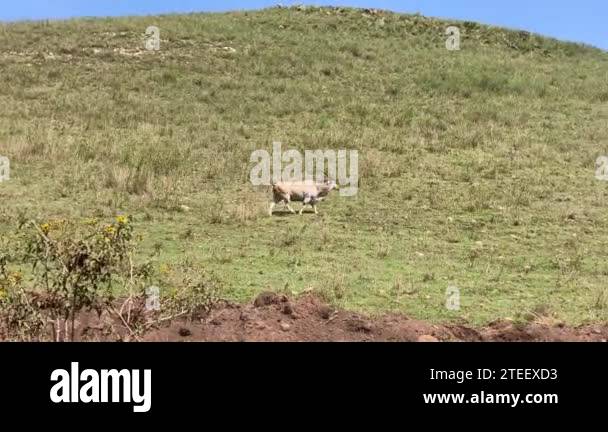 Eland in safari park Stock Videos & Footage - HD and 4K Video Clips - Alamy