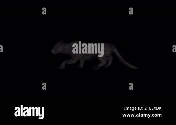 Black puma Stock Videos & Footage - HD and 4K Video Clips - Alamy