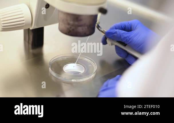 process of artificial insemination of an egg in an IVF clinic ...