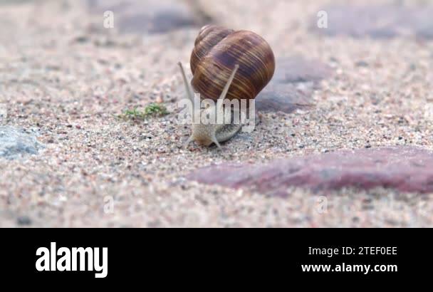 Face pace Stock Videos & Footage - HD and 4K Video Clips - Alamy