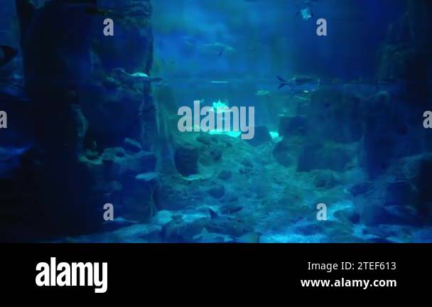 Beautiful fish oceanarium, deep underwater world panoramic view ...