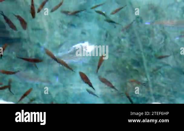 4K.Puffer Fish and Damselfish on shallow water surface.Lagocephalus ...