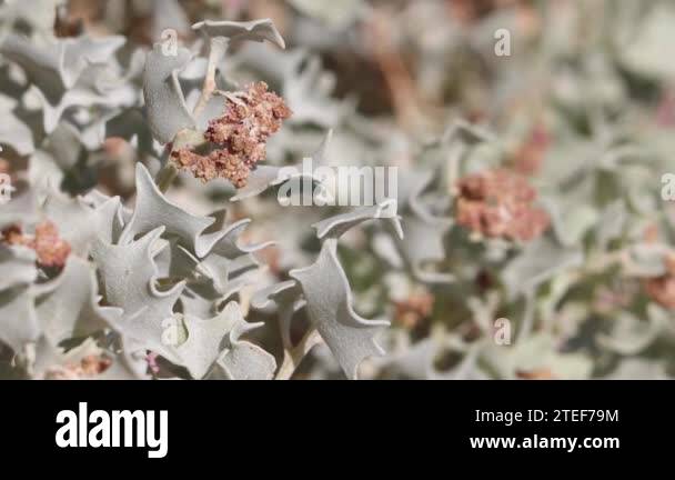 Red flowering axillaterminal determinate staminate cymose head ...