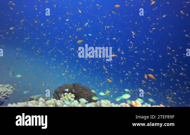 Underwater Colourful Tropical Fish. Blue turquoise sea water waves ...