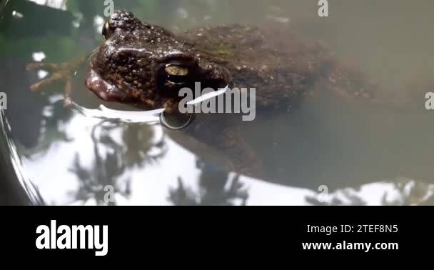 Phrynoidis aspera. Close-up toad playing in the black tub, and bark ...