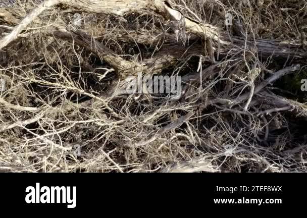 Abstract dry dead Thuja tree, indigenous in Morocco. Used for ...