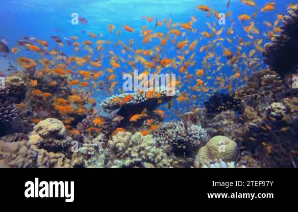 Underwater Colourful World. Underwater sea fish. Tropical fish reef ...