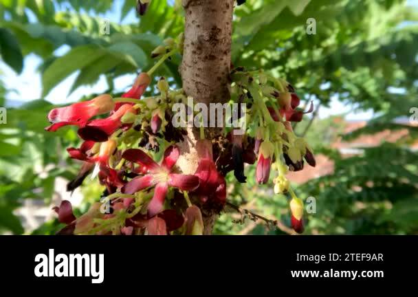 Bilimbi fruit plants that are in bloom, are shaped like small bells in ...