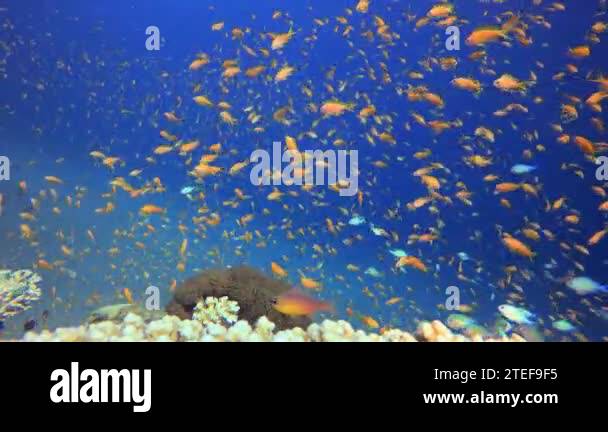 Underwater Beautiful Coral Fish Garden. Underwater happy orange fish ...