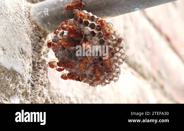 Wasps move here and there in the wasp's nest. wasp (Ropalidia marginata ...