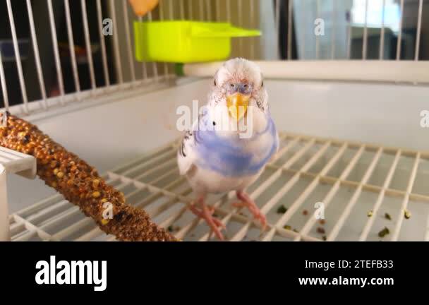 A talking bird Stock Videos & Footage - HD and 4K Video Clips - Alamy