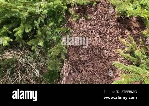 Ant mount Stock Videos & Footage - HD and 4K Video Clips - Alamy