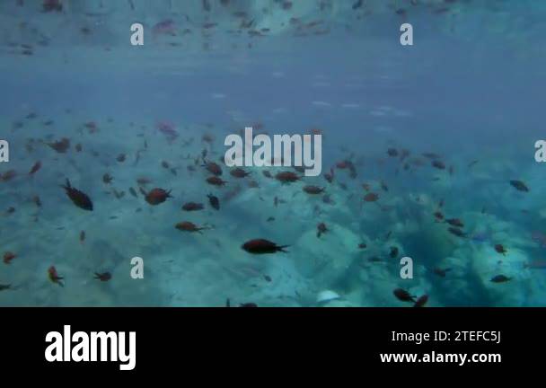 4K.Damselfish and puffer fish underwater in sea.Lagocephalus sceleratus ...