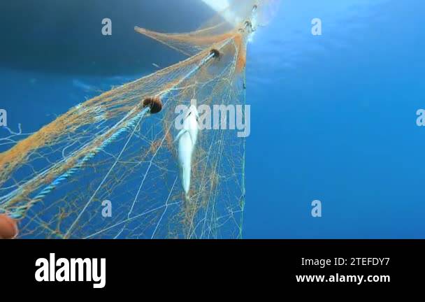 4K.Caught fish in the net hanging from the boat under the sea ...