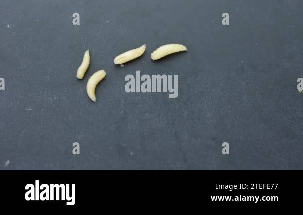 Live grubs Stock Videos & Footage - HD and 4K Video Clips - Alamy