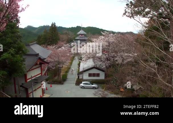Cherry blossoms at Mount Yoshino (Yosinoyama) in Nara, Japan. Mount ...