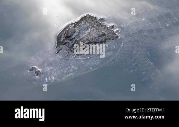 Mississippi official state reptile Stock Videos & Footage - HD and 4K ...