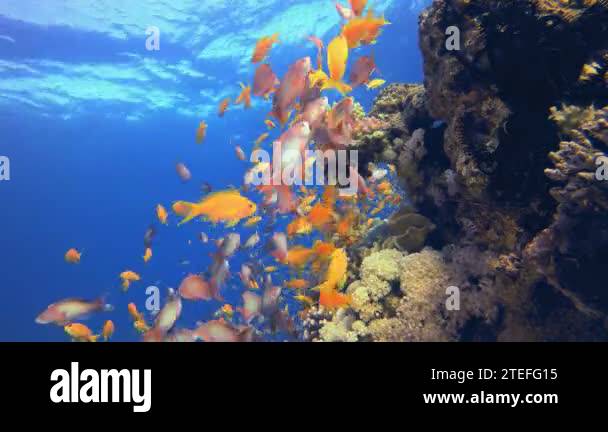 Underwater Scene Marine World. Tropical underwater sea fish. Underwater ...