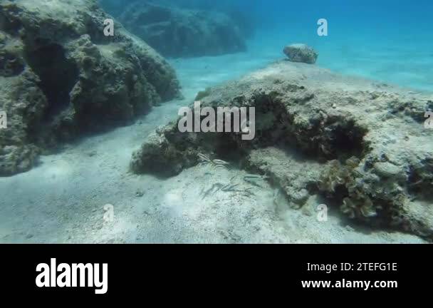 4K.Family of dash-and-dot goatfish fish with male female and baby cubs ...