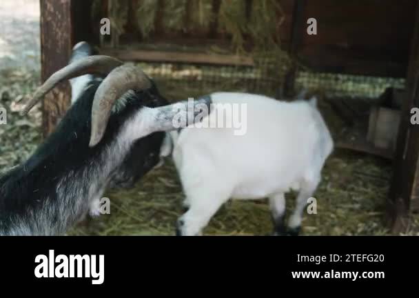 Two goats mom and baby are eating hay in the barn. Home farm.Concept ...