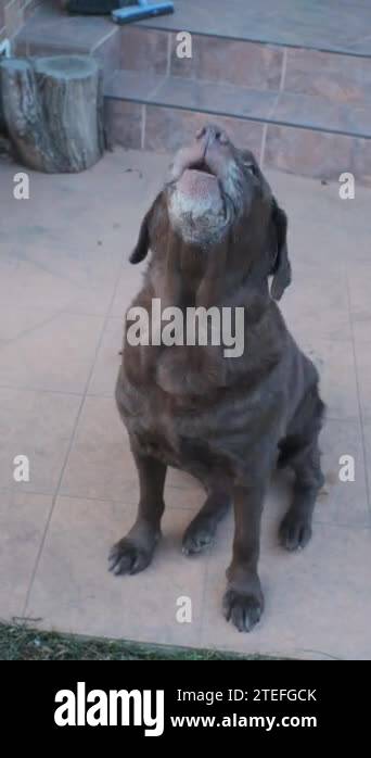 Gray haired old chocolate labrador Stock Videos & Footage - HD and 4K ...