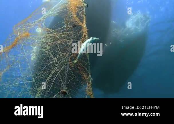 4K.Caught fish in the net hanging from the boat under the sea ...