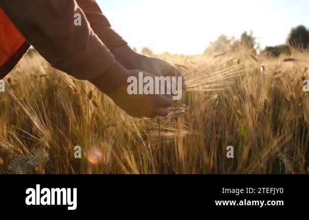 Male hand moving over wheat growing on the field. Young man running ...