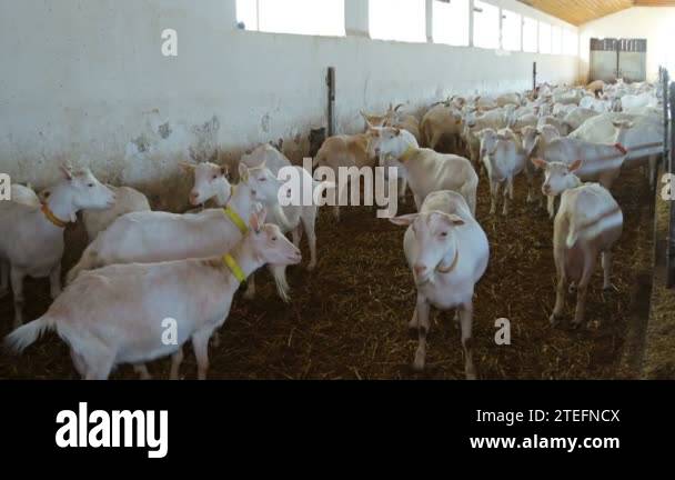 Goats dairy farm Stock Videos & Footage - HD and 4K Video Clips - Alamy