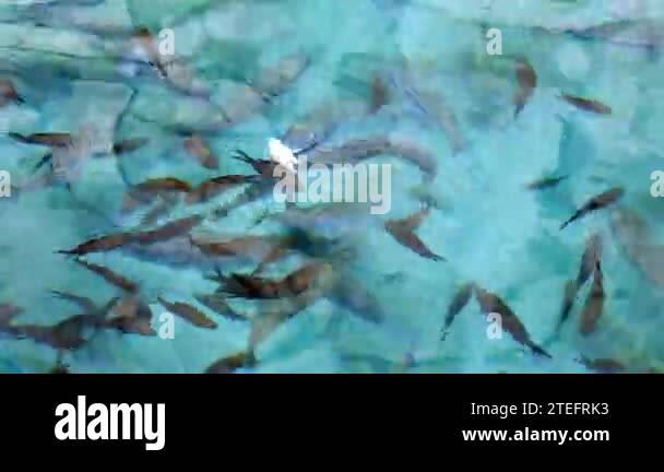 4K.Puffer Fish and Damselfish on shallow water surface.Lagocephalus ...