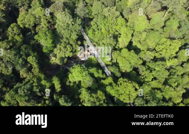 Canopy tree walk Stock Videos & Footage - HD and 4K Video Clips - Alamy