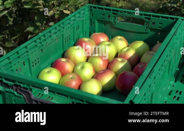 Apple Harvest And Infield Sorting Of Apples. Farm Worker Putting Apples ...