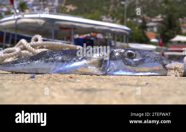 Lagocephalus sceleratus Stock Videos & Footage - HD and 4K Video Clips ...