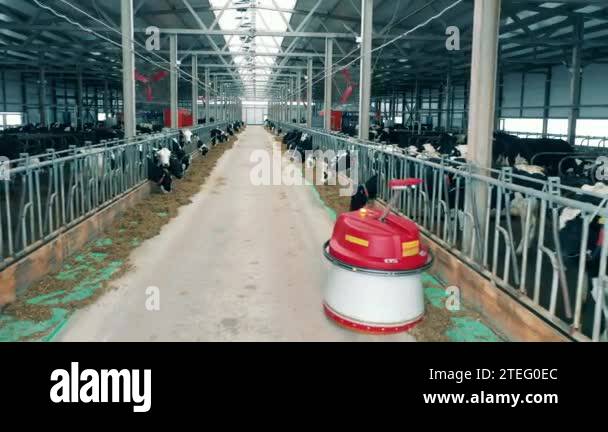 Robot feeding herd cattle Stock Videos & Footage - HD and 4K Video ...