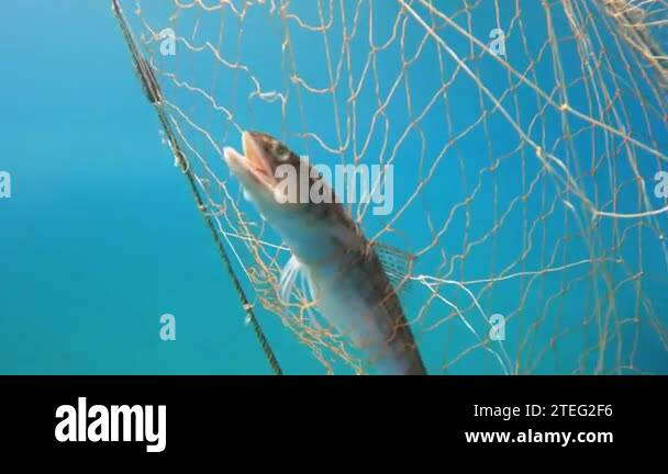4K.Caught fish in the net hanging from the boat under the sea ...