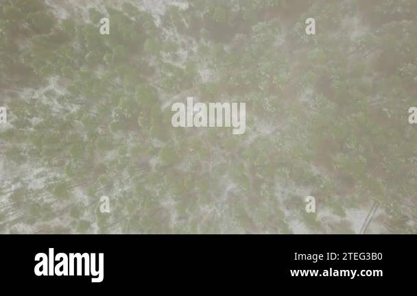 Coniferous forest in fog and clouds. Top view and descent descend on ...