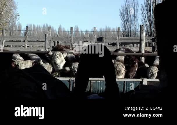 Cows Eating Hay in a Feedlot, Young Man Feeding Cattle in a Rural Field ...