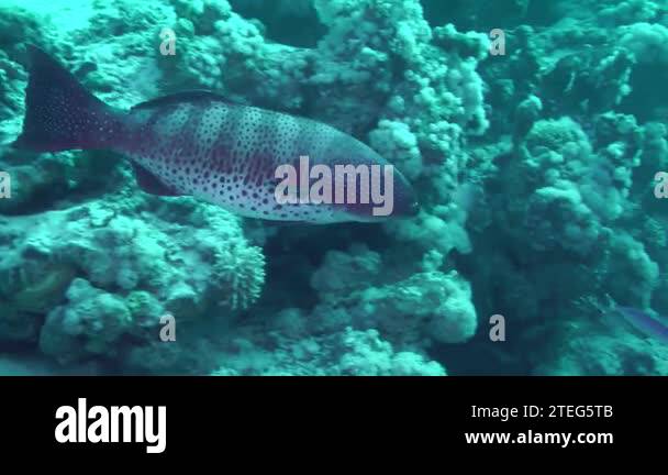 Leopard Grouper (Plectropomus pessuliferus) slowly swims along the ...
